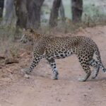 Jaipur: Jhalana/Amargarh Leopard Safari Private Tour - What Makes This Safari Stand Out?