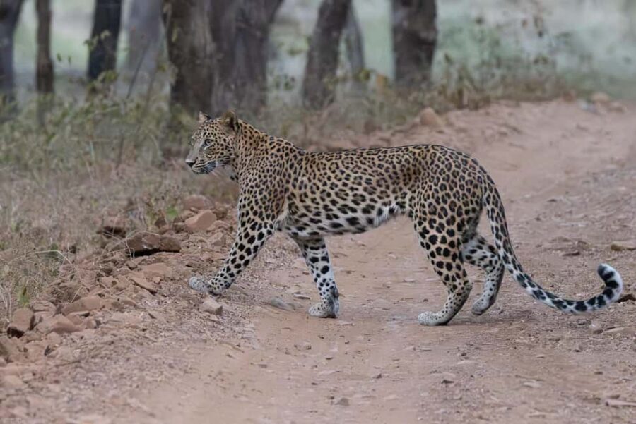 Jaipur: Jhalana/Amargarh Leopard Safari Private Tour - What Makes This Safari Stand Out?