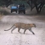 Jaipur: Private Guided Jhalana Leopard Safari Tour - Who Should Consider This Safari?