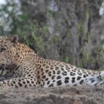 Jaipur: Private Guided Safari at Amagarh Leopard Reserve - Practical Details and Considerations