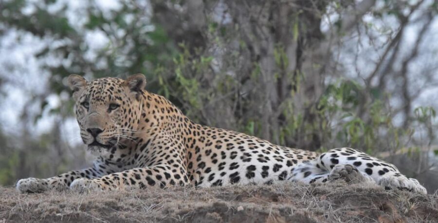 Jaipur: Private Guided Safari at Amagarh Leopard Reserve - Practical Details and Considerations