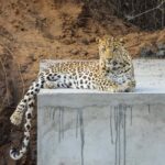 Jaipur: Private Jhalana Leopard Safari Tour - Practical Details and Considerations