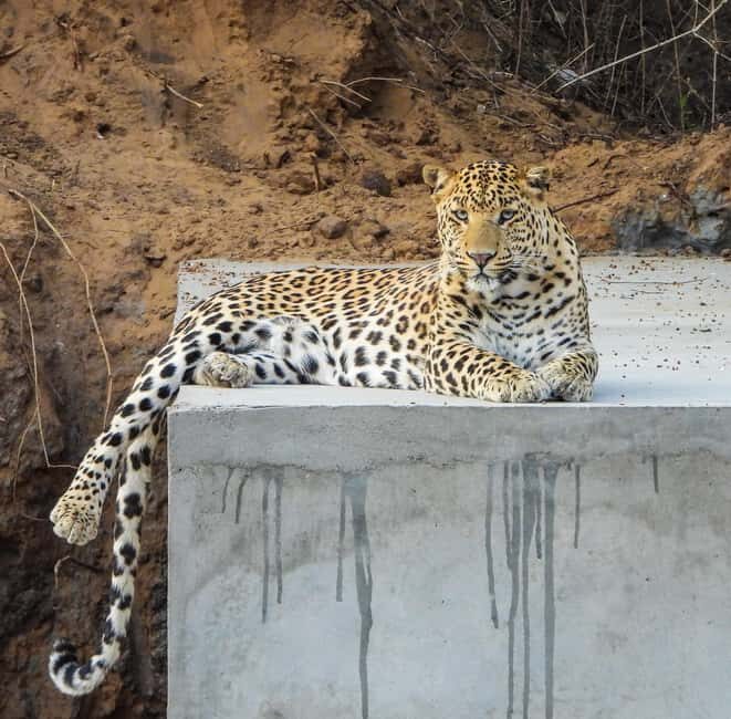 Jaipur: Private Jhalana Leopard Safari Tour - Practical Details and Considerations