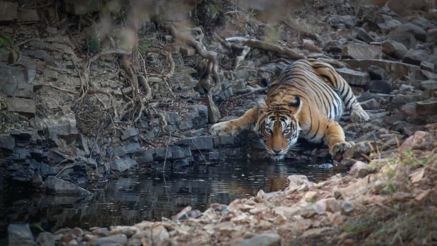 Jaipur: Ranthambhore Tiger Safari Day Trip - Why This Tour Offers Good Value