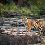 Jaipur: Ranthambore National Park Safari with Hotel Pickup - A Full Breakdown of the Experience