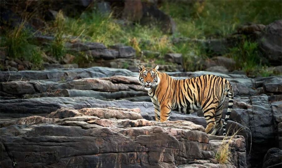 Jaipur: Ranthambore National Park Safari with Hotel Pickup - A Full Breakdown of the Experience