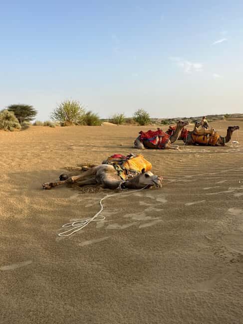 Jaisalmer: Thar Desert Sunset Camel Ride with Dinner & Show - What Does the Tour Offer for Your Money?