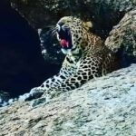 Jawai: Leopard Safari and Wildlife Experience - Practical Tips for Travelers