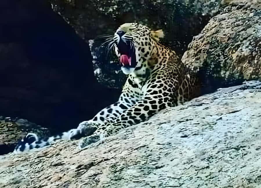 Jawai: Leopard Safari and Wildlife Experience - Practical Tips for Travelers