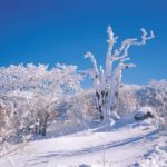 Jeju Island: SouthWest UNESCO Highlights Full-Day Tour - Tea Fields, Coastal Trails, and Sacred Temples