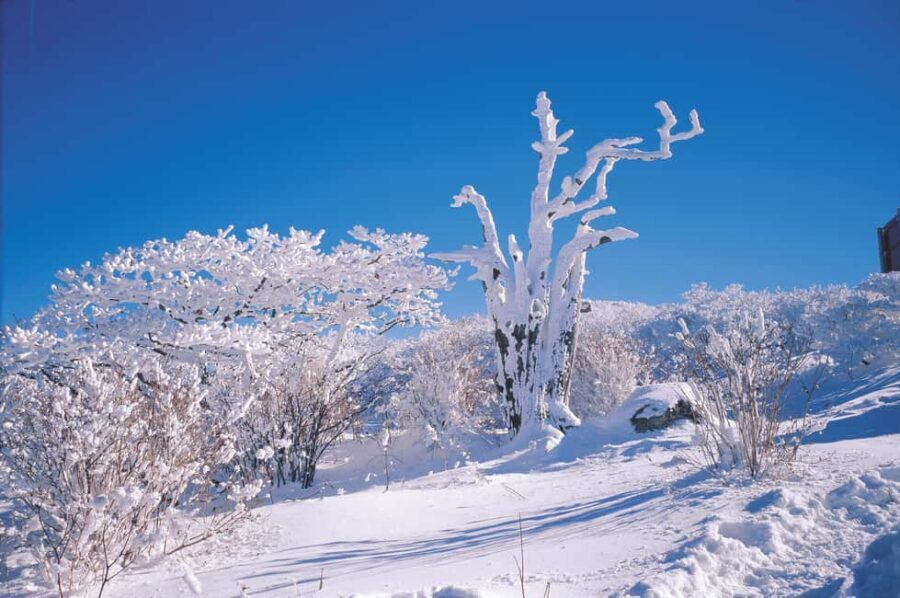 Jeju Island: SouthWest UNESCO Highlights Full-Day Tour - Tea Fields, Coastal Trails, and Sacred Temples