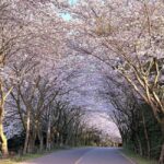 Jeju West Small Group Tour Cherry Blossom Strawberry Picking - What the Reviews Say