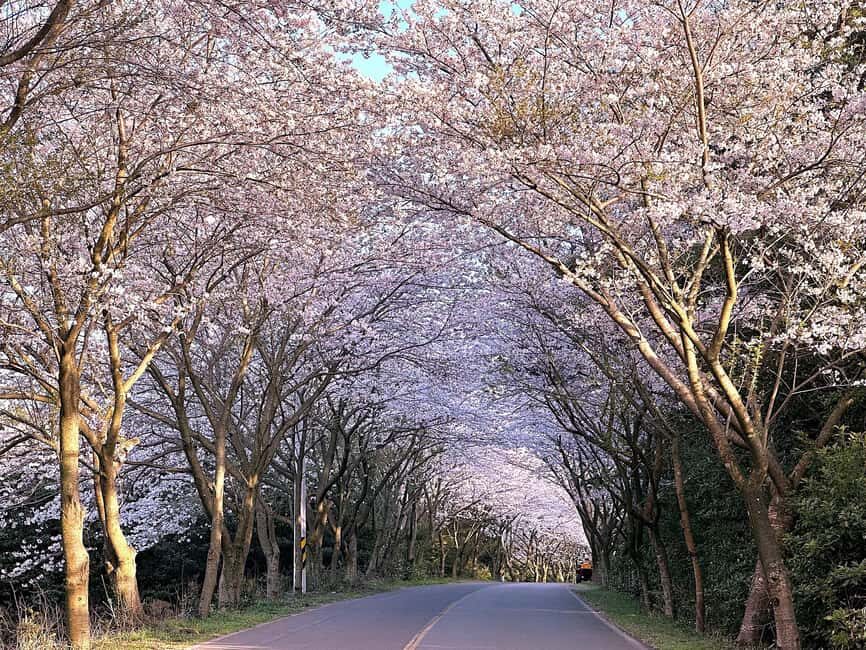 Jeju West Small Group Tour Cherry Blossom Strawberry Picking - What the Reviews Say
