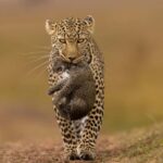 Jhalana Leopard Safari Jaipur  Sunrise & Sunset Jeep Safari - The Itinerary in Detail