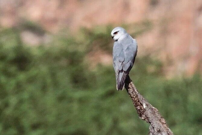 Jhalana Wildlife Private Jeep Safari Tour in Jaipur - The Value of This Safari