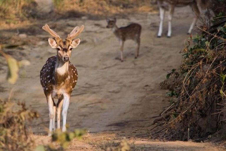 Jim Corbett 2-Day Jungle Safari: Delhi to Wildlife Journey - What to Expect on Your Wildlife Journey