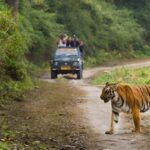 Jim Corbett: 3-Day Safari Tour by Flight from Mumbai - What to Expect from the Experience