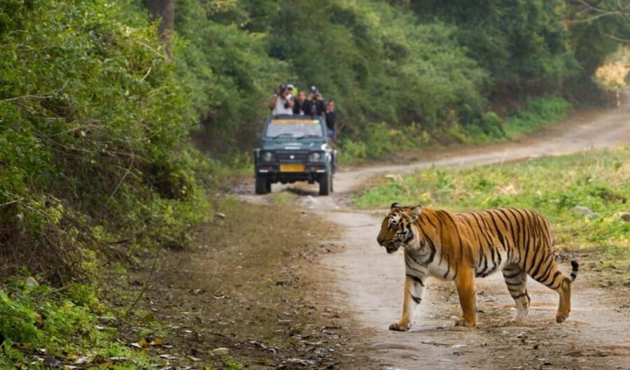 Jim Corbett: 3-Day Safari Tour by Flight from Mumbai - What to Expect from the Experience