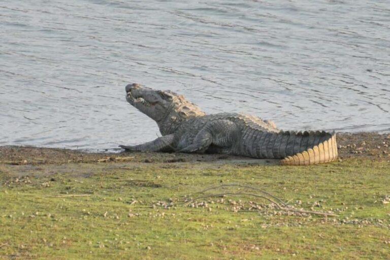 Jodhpur: Day Trip to Jawai Leopard Safari and Ranakpur - The Itinerary: Breaking Down the Day