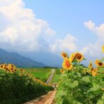 Kagawa: Manno Town Sunflower Fields E-Bike Rental - The E-Bike Experience
