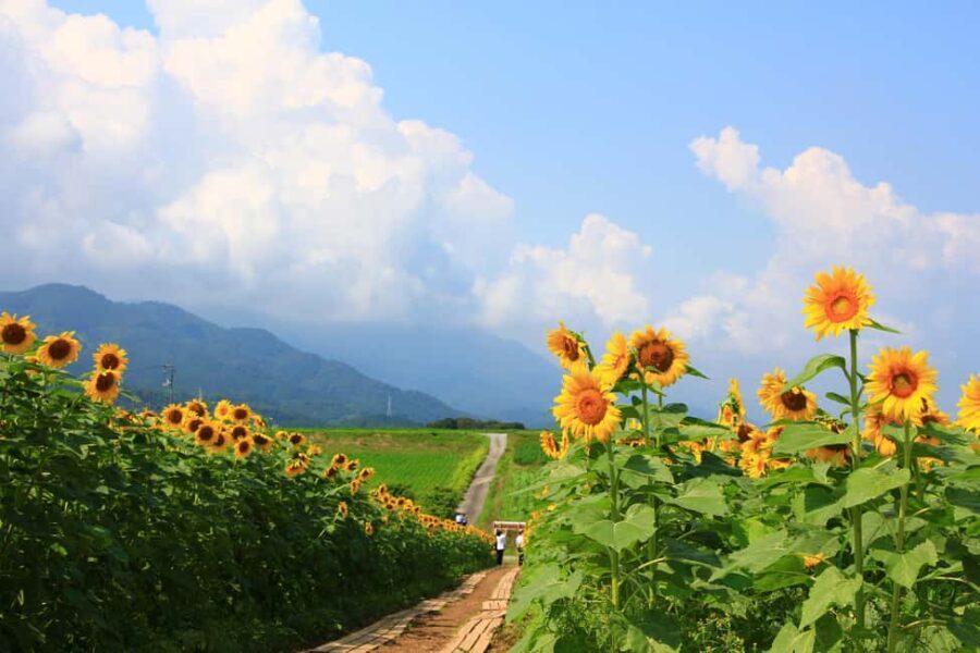 Kagawa: Manno Town Sunflower Fields E-Bike Rental - The E-Bike Experience