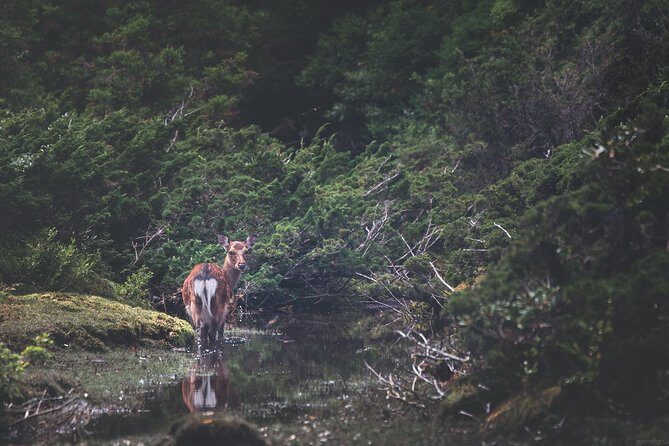 Kagoshima Private Customized Full Day Tour - Detailed Breakdown: What You Might Experience