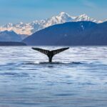 Kaikura Day Tour From Christchurch With Dolphin Encounter - Exploring the Highlights: Kaikura and Wildlife Encounters