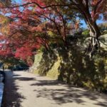 Kamakura: Customized Half-Day Tour with Professional Guide - The Sum Up