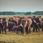 Kandy to Anuradhapura Shuttle & Safari Drive - An In-Depth Look at the Safari Experience