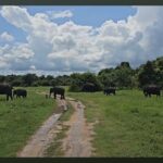 Kaudulla Safari Adventure - What’s Included and What’s Not