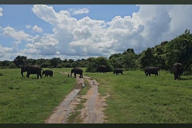 Kaudulla Safari Adventure - What’s Included and What’s Not