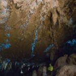 Kawiti Glow Worm Cave Tour & Opua Forest Walk - What’s Included and What’s Not