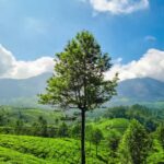 Kerala: Munnar, Thekkady, Alappuzha & Trivandrum 5-Day Trip - What Makes This Tour Valuable?
