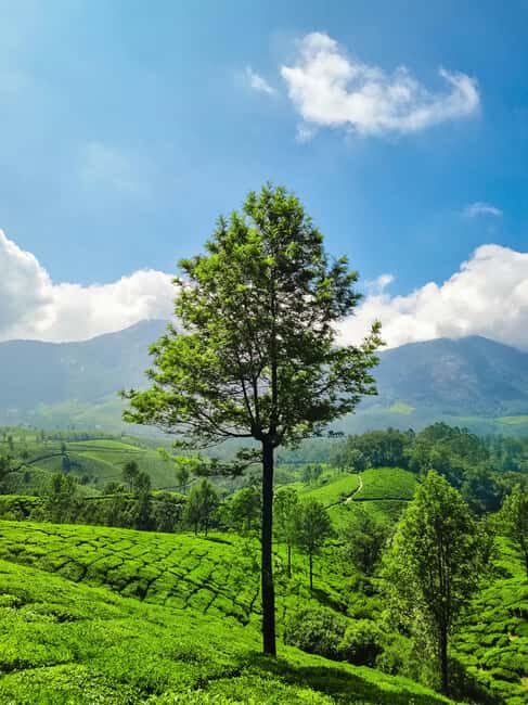 Kerala: Munnar, Thekkady, Alappuzha & Trivandrum 5-Day Trip - What Makes This Tour Valuable?
