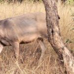 Khajuraho: 2-Night 03 days Tour with Panna National Park - Day 2: Wildlife Adventures at Panna National Park