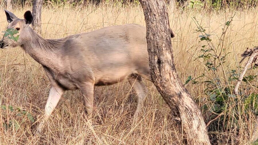 Khajuraho: 2-Night 03 days Tour with Panna National Park - Day 2: Wildlife Adventures at Panna National Park