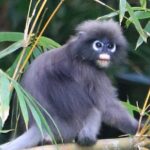 Khao Sok Wildlife 2 Days - Deep Dive into the Experience