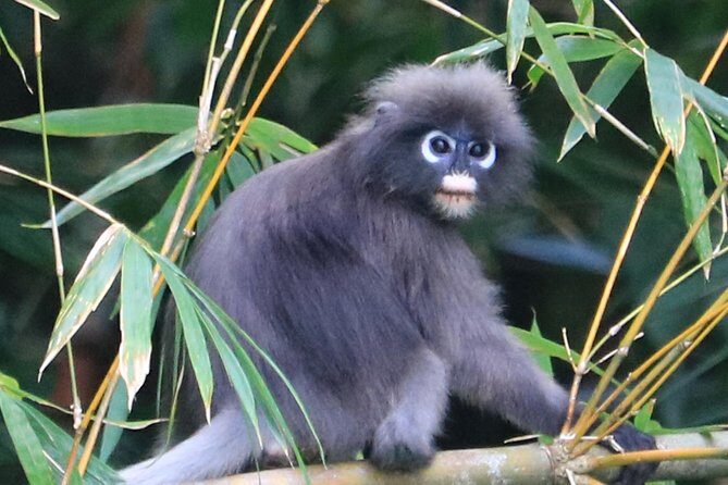 Khao Sok Wildlife 2 Days - Deep Dive into the Experience