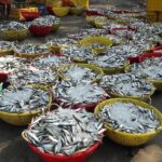 Kochi Fishing Village Excursion. - Understanding the Value