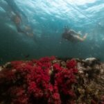 Koh Lipe: Longtail Boat Snorkeling Trip Program A - What It Means for You