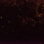 Kota Kinabalu: Klias River Cruise with Dinner and Fireflies - The Scenic and Wildlife Highlights