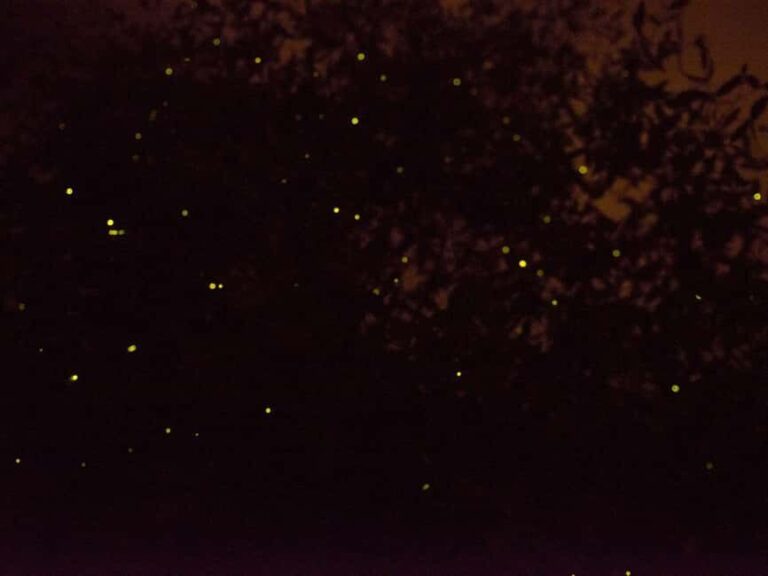 Kota Kinabalu: Klias River Cruise with Dinner and Fireflies - The Scenic and Wildlife Highlights