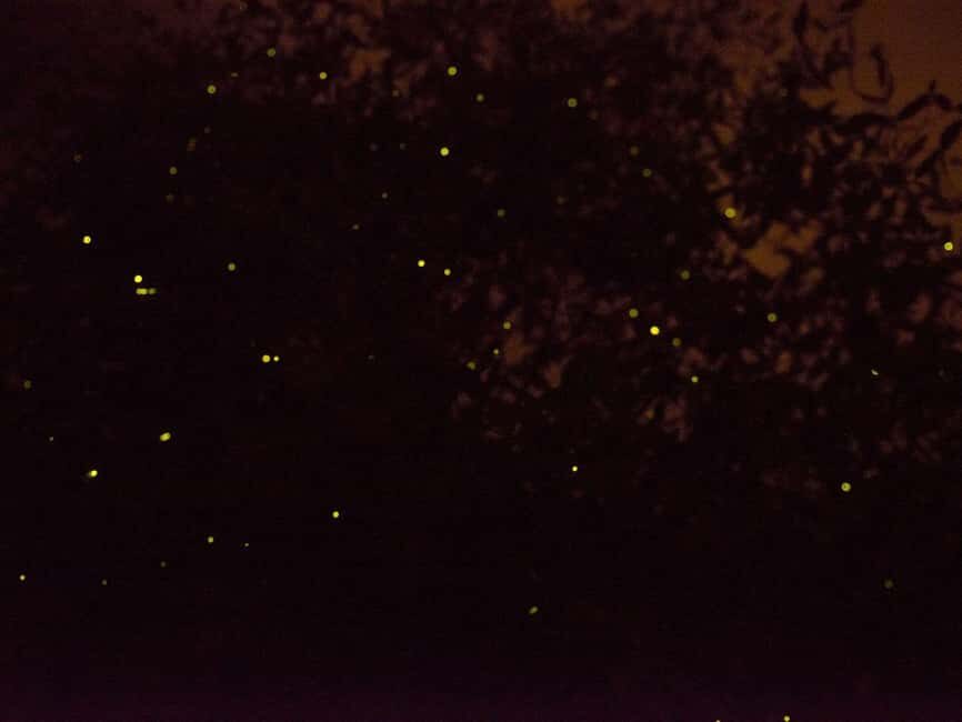 Kota Kinabalu: Klias River Cruise with Dinner and Fireflies - The Scenic and Wildlife Highlights