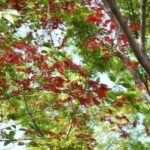 Kyoto: Guided Tour of Bamboo Forest, Temple and more - What to Expect at Each Stop