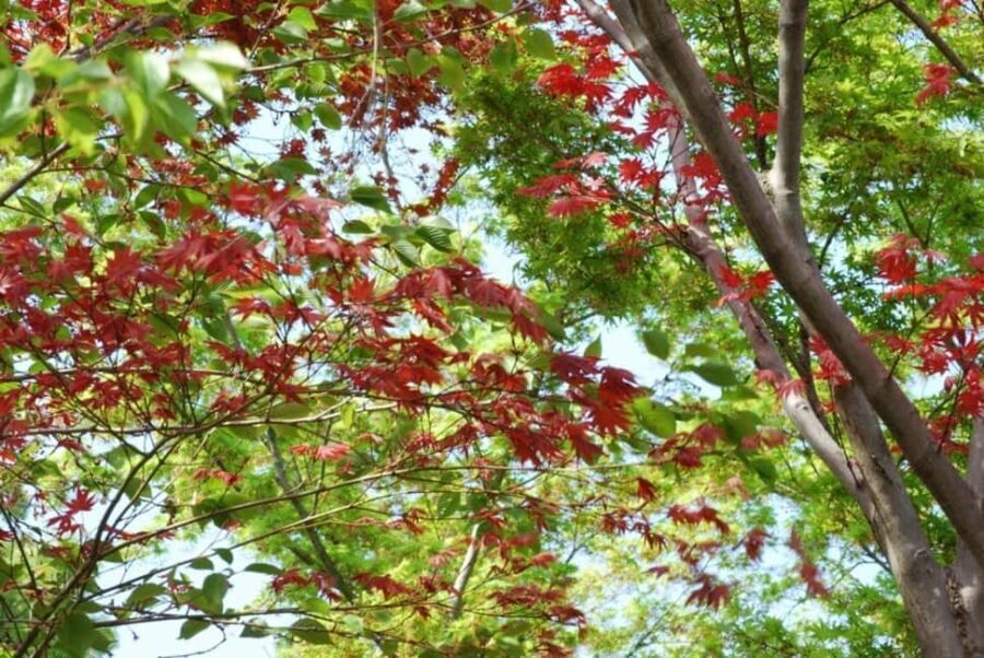 Kyoto: Guided Tour of Bamboo Forest, Temple and more - What to Expect at Each Stop