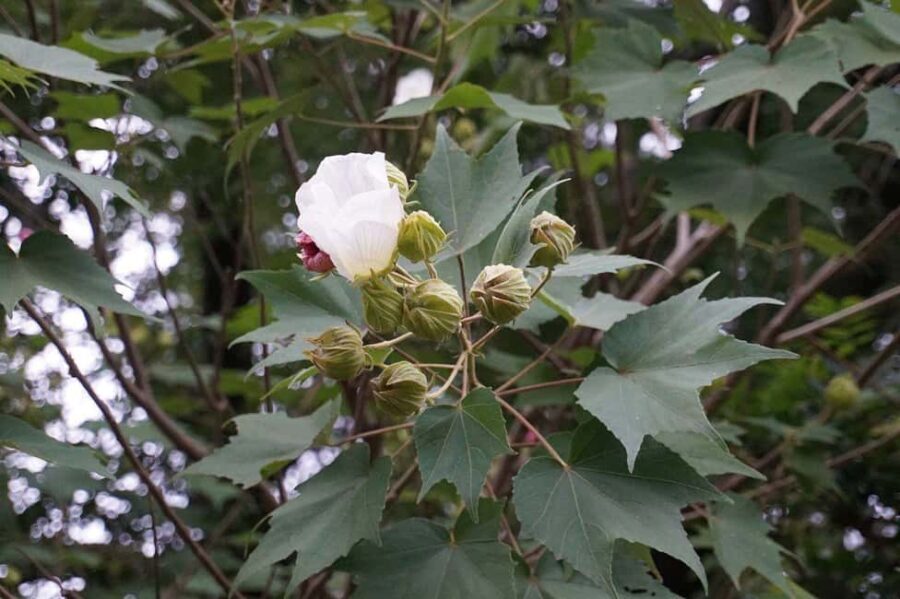 Kyoto: Hidden Temples and Tea Ceremony Tour - Exploring the Tour Itinerary