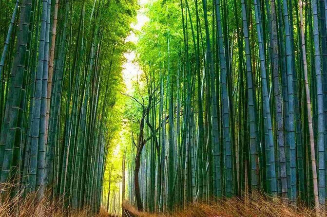 Kyoto Highlights Tour: Arashiyama, Nara Park and Fushimi Inari - What to Expect and Why It Matters