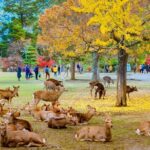Kyoto & Nara Small Group Day Tour from Kyoto - Why This Tour Offers Good Value