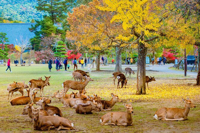 Kyoto & Nara Small Group Day Tour from Kyoto - Why This Tour Offers Good Value
