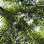Kyoto: Serene Morning Walk in Arashiyama Bamboo Grove - Exploring the Bamboo Grove and Its Surroundings